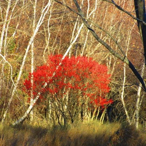 In pictures this week | News | mdislander.com