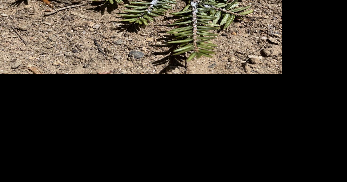 Tiny hemlock-killing bugs are on the move | Environment | mdislander.com
