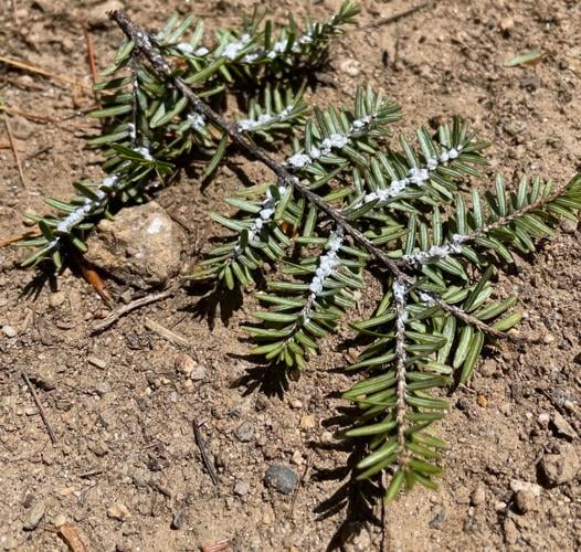 Tiny hemlock-killing bugs are on the move | Environment | mdislander.com