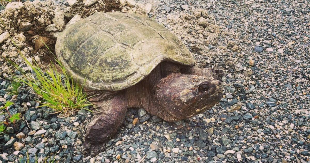 Nature: Birds and snapping turtles | Columnists | mdislander.com