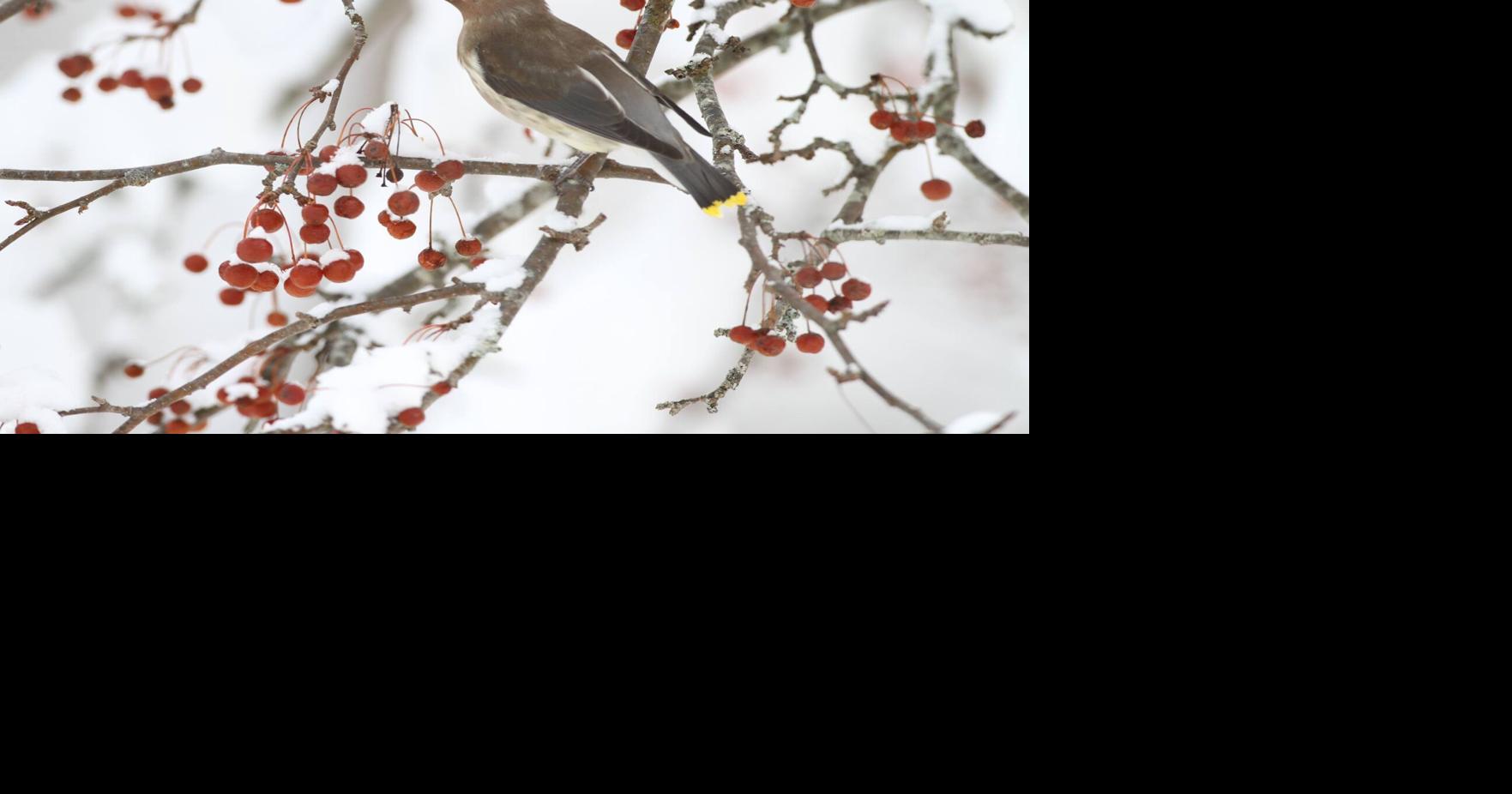 Observing birds preparing for winter | Nature | mdislander.com