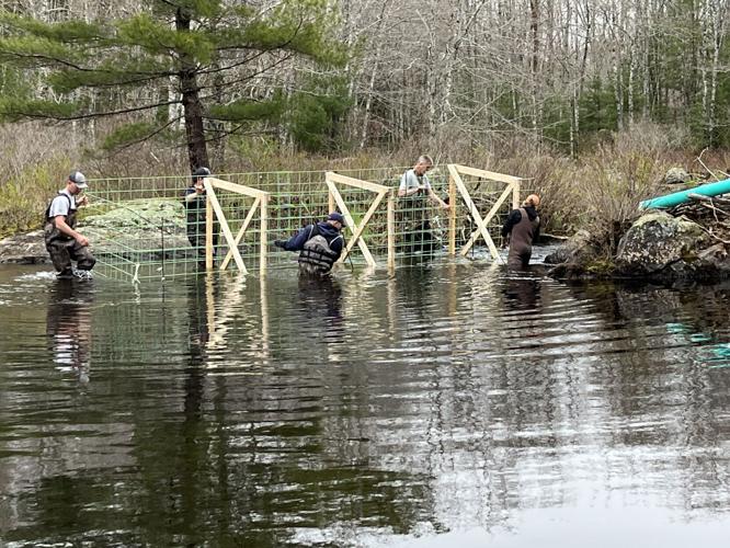 To improve alewife runs BHHT turns to beaver devices | Maritime ...