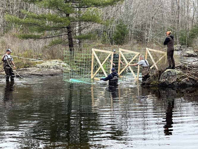 To improve alewife runs BHHT turns to beaver devices | Maritime ...