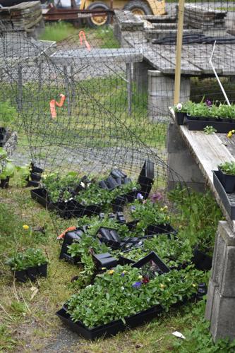 Unexpected visitors damage Seawall garden center | Environment ...