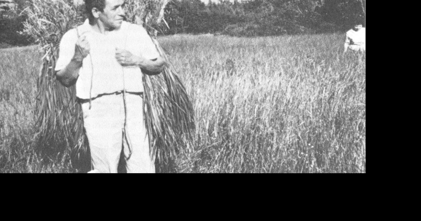 Wabanaki closer to legally gather sweetgrass in Acadia | Environment ...
