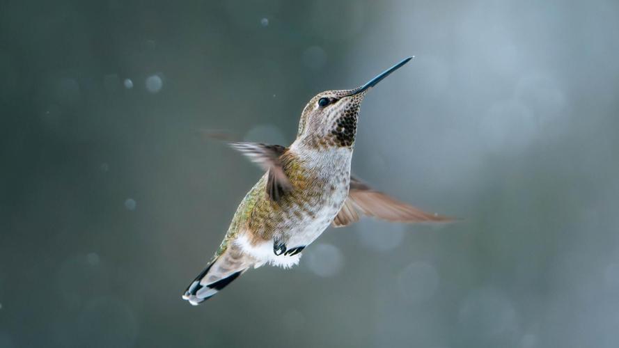 Banff is back: Annual mountain movie festival tour returns to The Grand ...