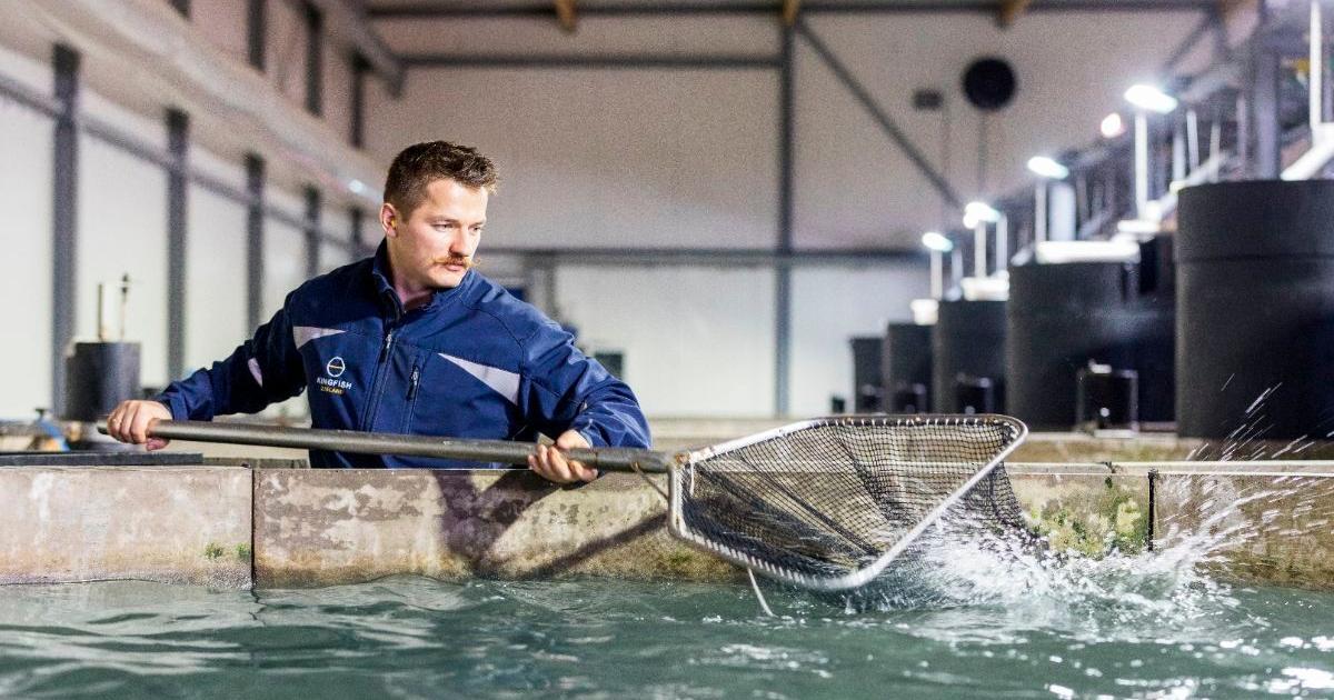 Kingfish Zeeland, UMaine sign cooperation agreement | News | mdislander.com