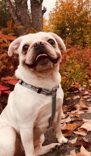 Runaway pug returns home after three-week adventure | News | mdislander.com