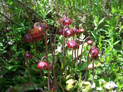 Nature | Nature | mdislander.com