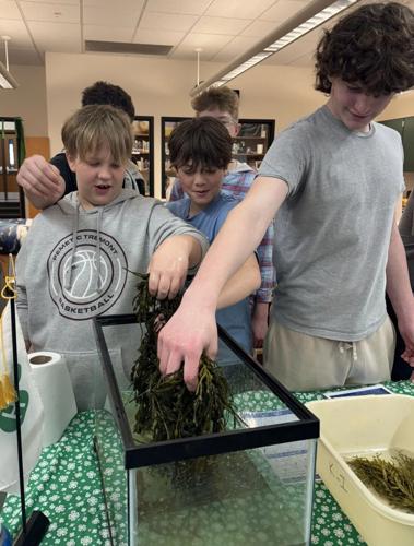 Seaweed takes center stage at Pemetic Elementary | Education ...