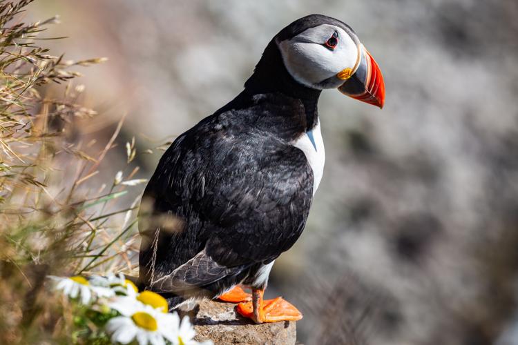 Puffins and more: Full-day birding trip by land and sea | Community ...