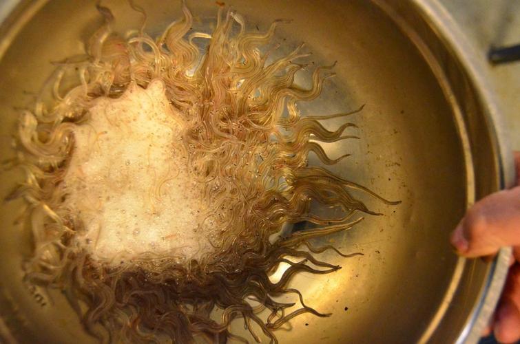 Elver season comes to an end | Maritime | mdislander.com
