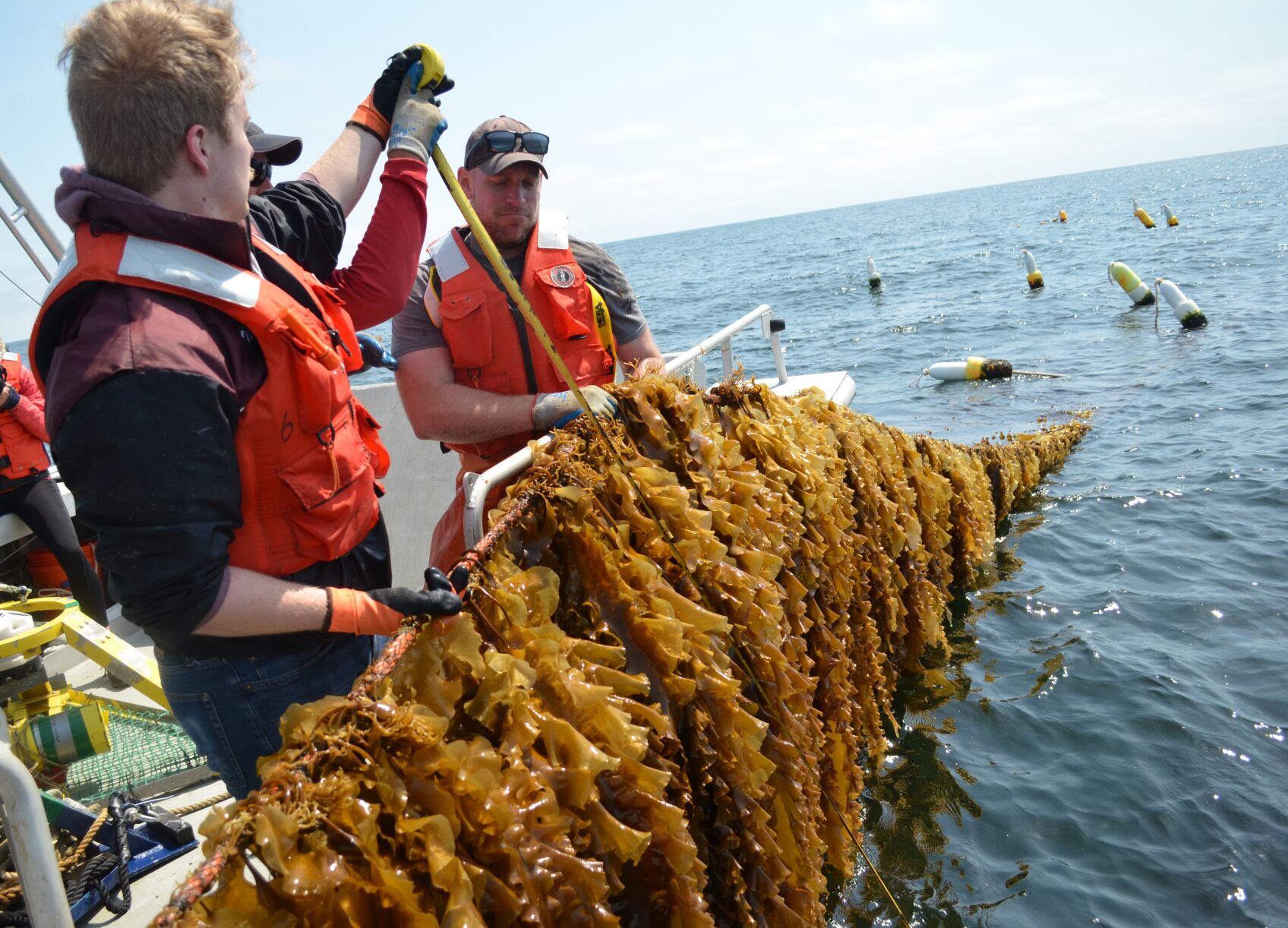 Analysis tool could help kelp farmers determine industry costs ...