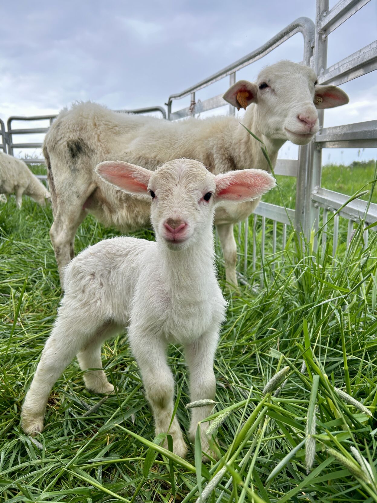 Lambing workshop to be held at Rockefeller Farm | Lifestyle ...