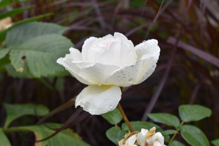 Frost Farms celebrates a decade of growing together | News | mdislander.com