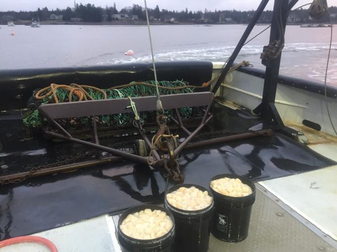 Scallop season opens to positive early reports | News | mdislander.com