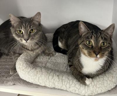 Pets of the Week: Iggy & Zora | Lifestyle | mdislander.com