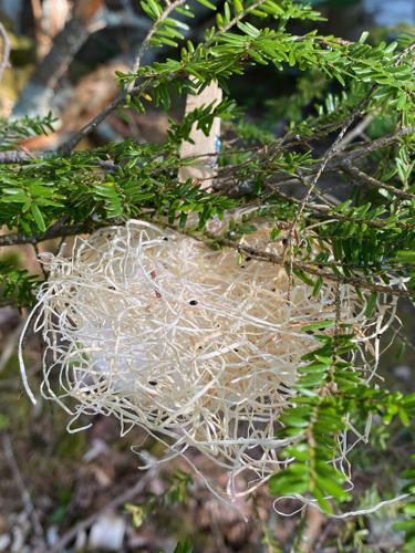 Tiny hemlock-killing bugs are on the move | Environment | mdislander.com
