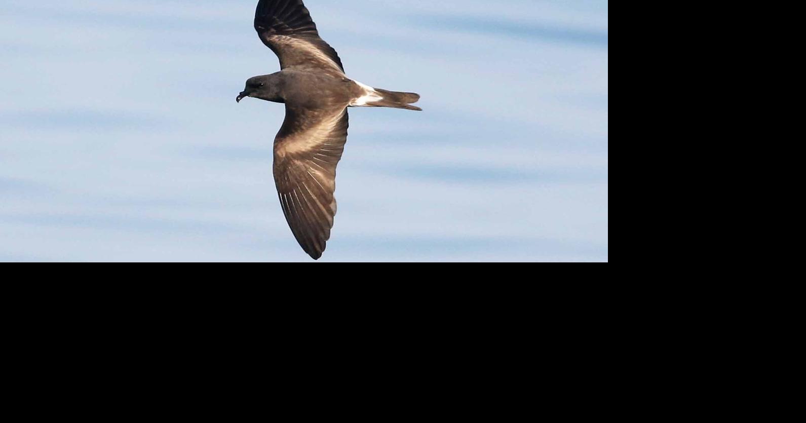 Rarely seen seabird focus of online talk | Lifestyle | mdislander.com