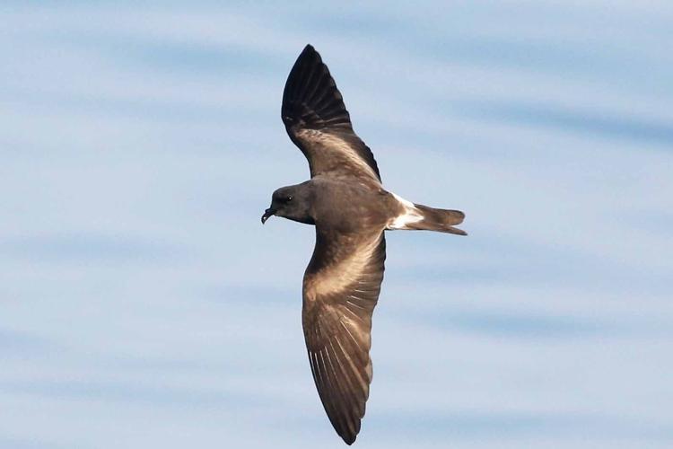 Rarely seen seabird focus of online talk | Lifestyle | mdislander.com
