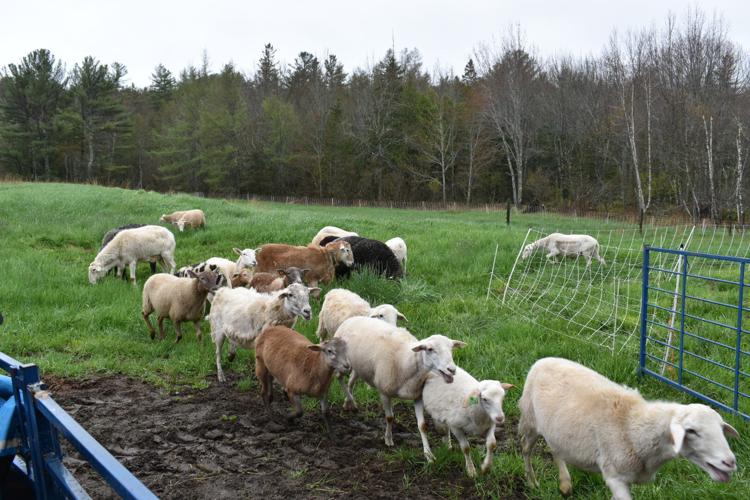 Experiential workshop explores care of sheep during lambing season ...