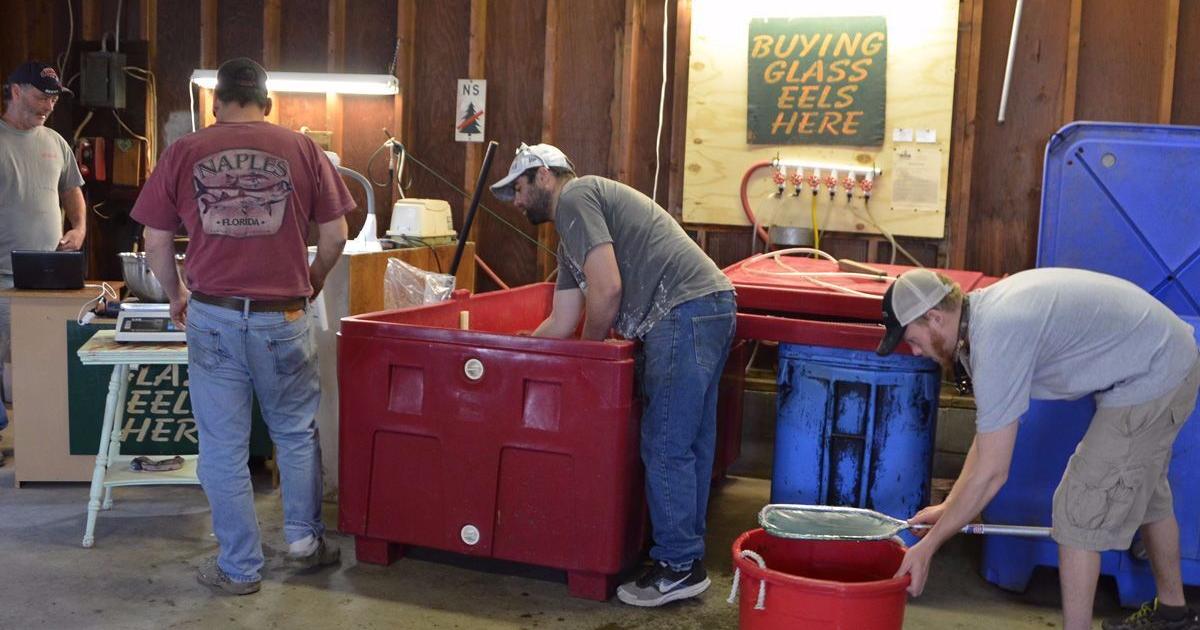 Dealer pleads guilty to buying poached elvers | News | mdislander.com