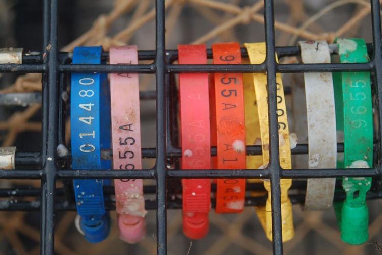 Trap tag cost to rise 50 percent | News | mdislander.com