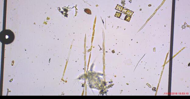 Shellfish sampling ramps up | News | mdislander.com