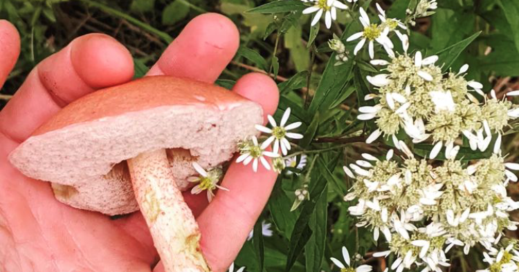 Go on a foraging adventure with Flora Funga Farms | Entertainment ...