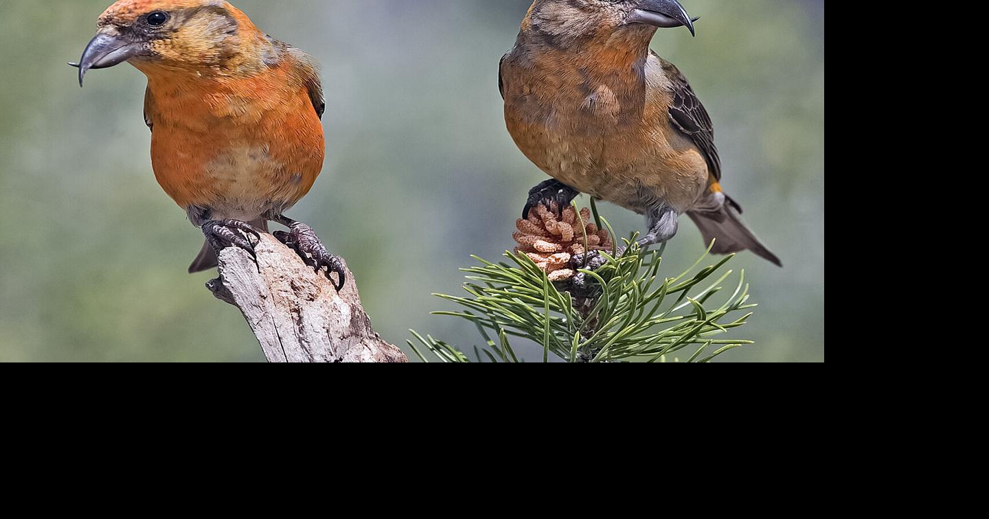 Gilley offers bird migration walk with ornithologist Seth Benz ...