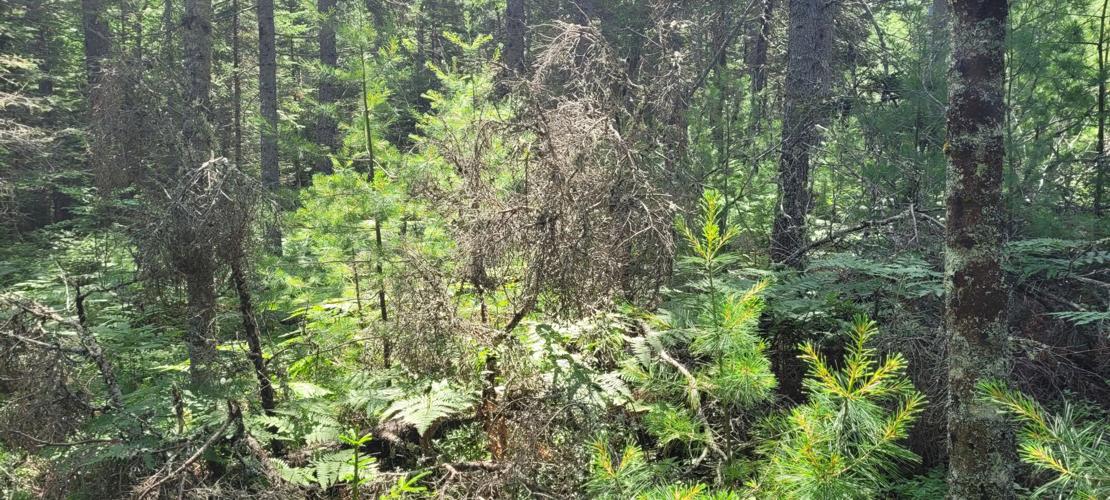 Acadia's 'Fire Guys' work to prevent destructive wildland fires ...