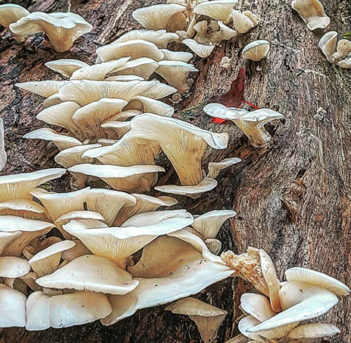 Go on a foraging adventure with Flora Funga Farms | Entertainment ...