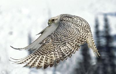 falco rusticolus range