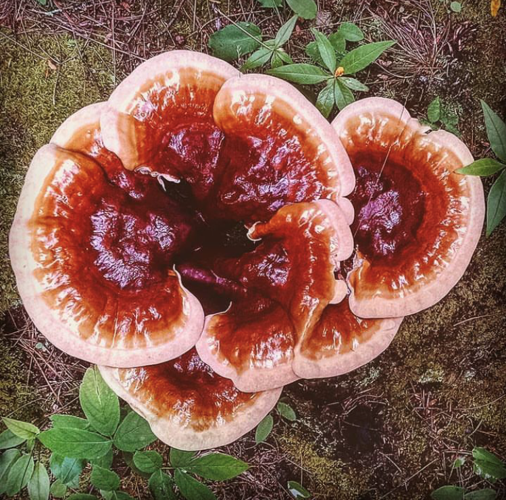 Go on a foraging adventure with Flora Funga Farms | Entertainment ...