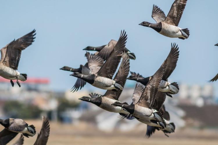 Nature: Duck, duck…more ducks | Columnists | mdislander.com