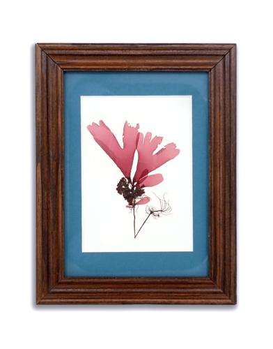 Seaweed art auction will help fund field guide to Maine species ...