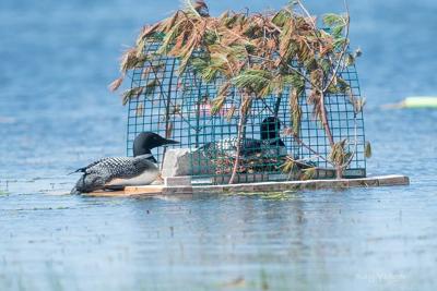 Join Maine Audubon’s 40th loon count | Entertainment | mdislander.com