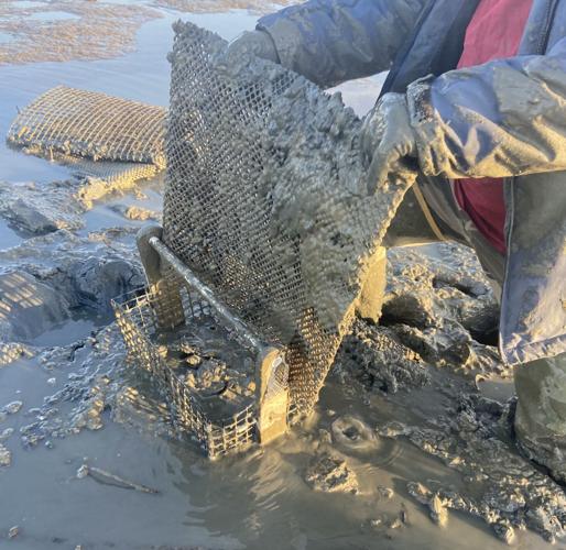 Diggers try new way to protect, grow resource | Maritime | mdislander.com