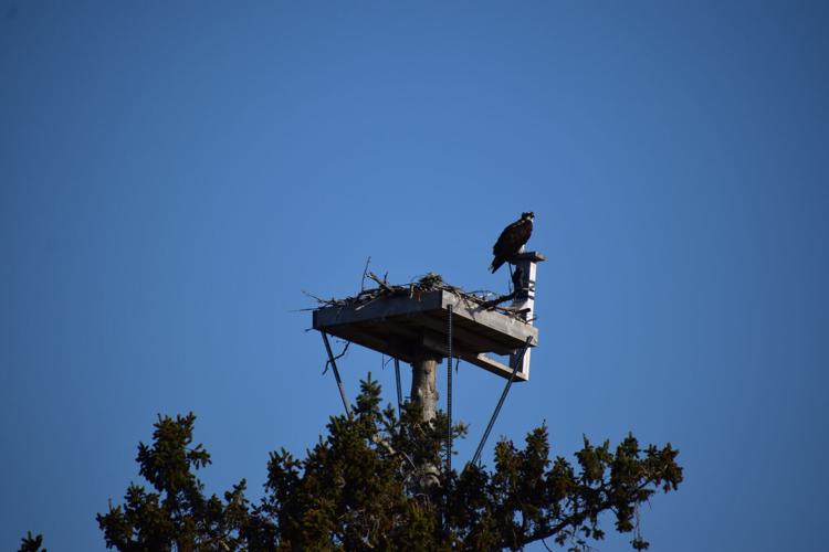 The joy of birding on MDI | Arts & Living | mdislander.com