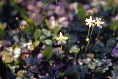 Goldthread name comes from roots | Columnists | mdislander.com