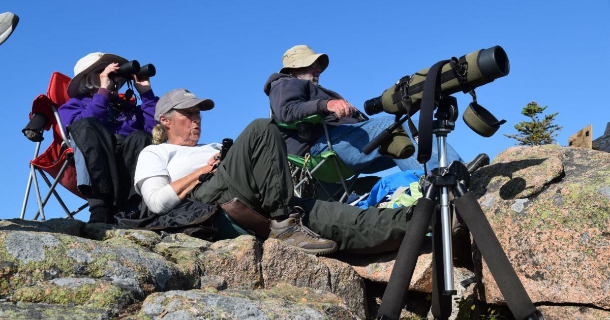 Acadia Hawk Watch turns 25 | News | mdislander.com