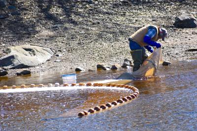 Elver lottery will allow 16 to enter lucrative fishery in 2024 ...