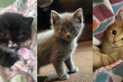 It’s raining kittens at SPCA of Hancock County | Lifestyle | mdislander.com