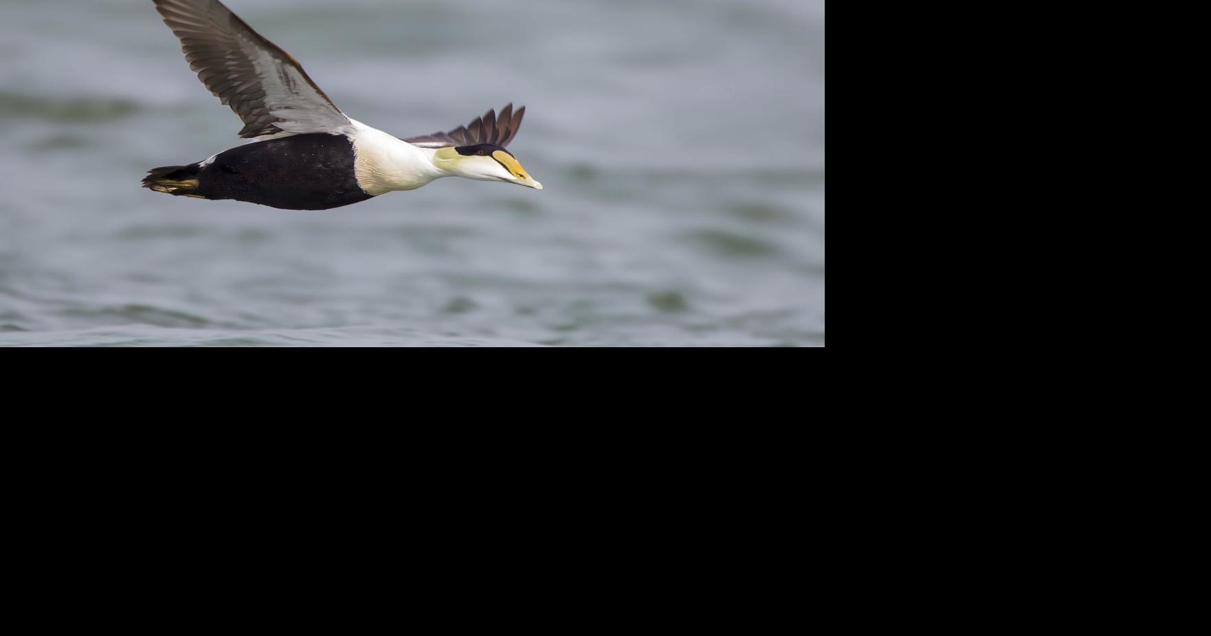 Gilley hosts water bird walk with Seth Benz | Community | mdislander.com