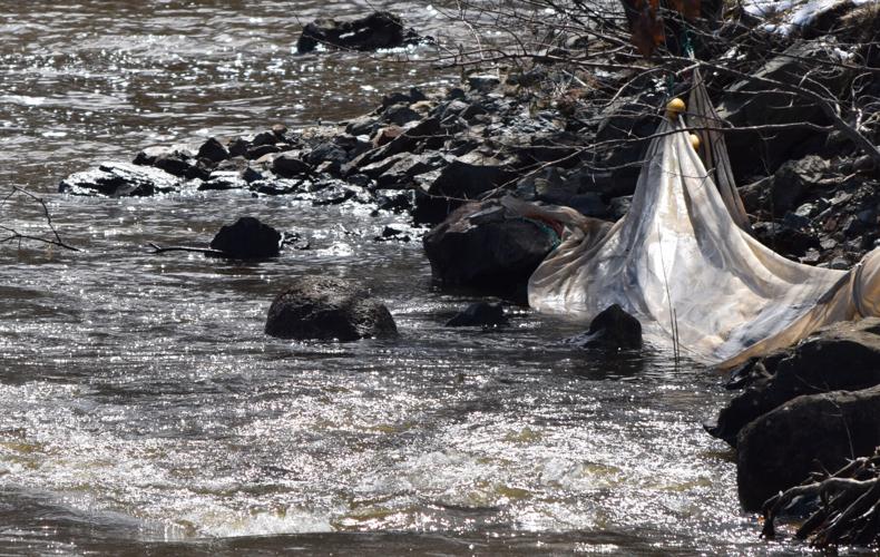 Slow opening for elver season | Maritime | mdislander.com