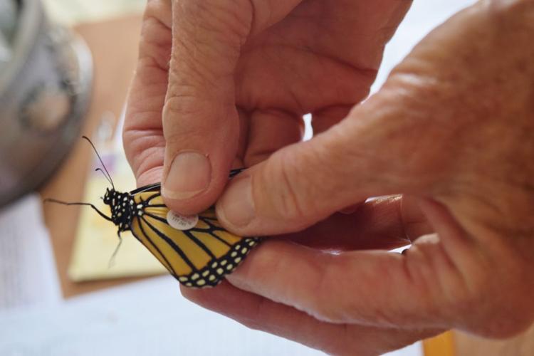 Butterfly tagging is highest yet at Charlotte Rhoades Garden | News ...