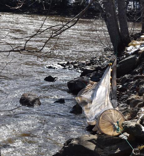 Slow opening for elver season | Maritime | mdislander.com