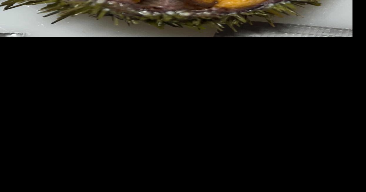 Gouldsboro seaweed farm ads urchins to the mix | Maritime | mdislander.com