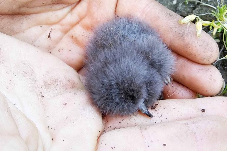 Rarely seen seabird focus of online talk | Lifestyle | mdislander.com