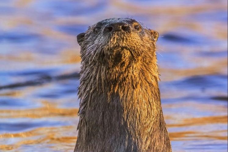 Sanker captures wildlife | Arts & Living | mdislander.com